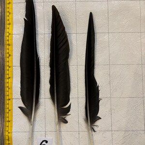 12-15 Inch Real Feathers of European Raven (corvus Corax) - Set of 3 ...