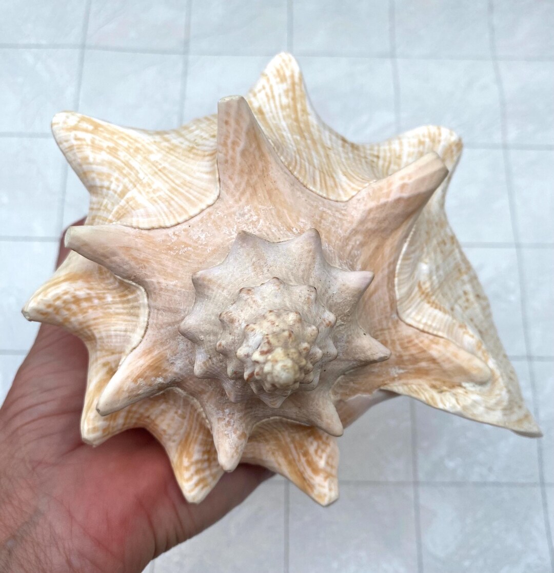 9x6 Inch Large Strombus Lambi - Beautiful Shells - Real Queen Shell ...