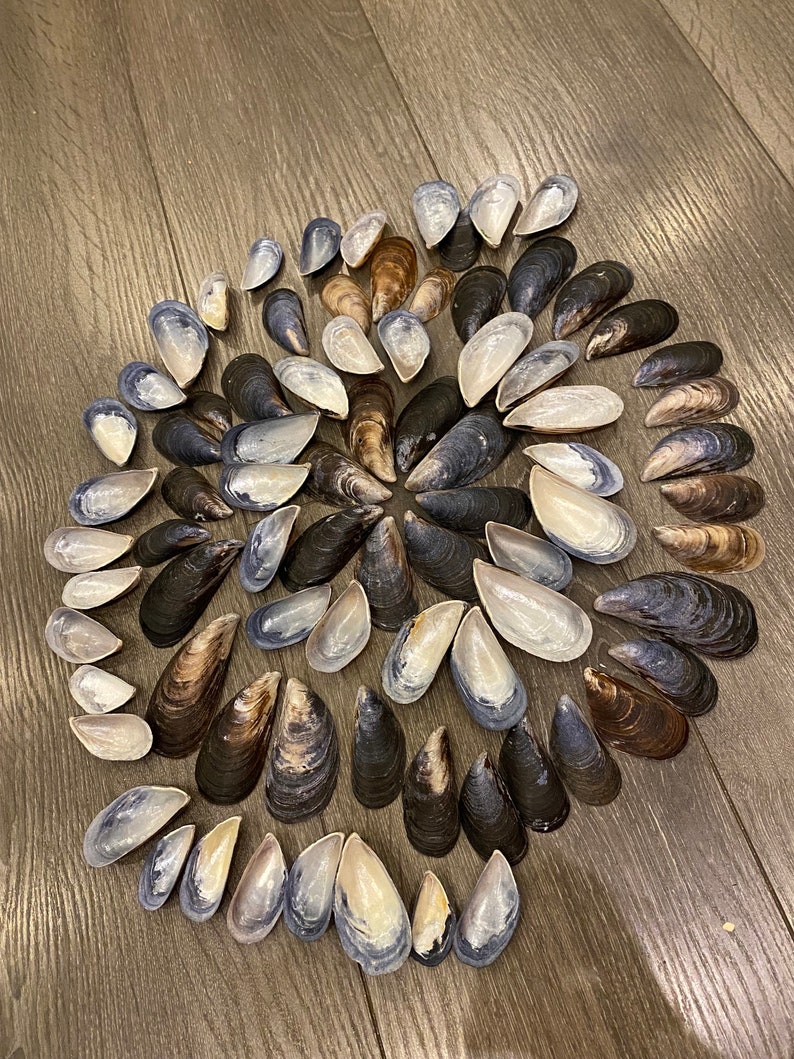 Set of 100 Mussel Shells About 1.5 - 2 in - Natural, Eco Friendly Sea ...