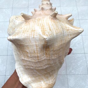 9x6 Inch Large Strombus Lambi - Beautiful Shells - Real Queen Shell ...
