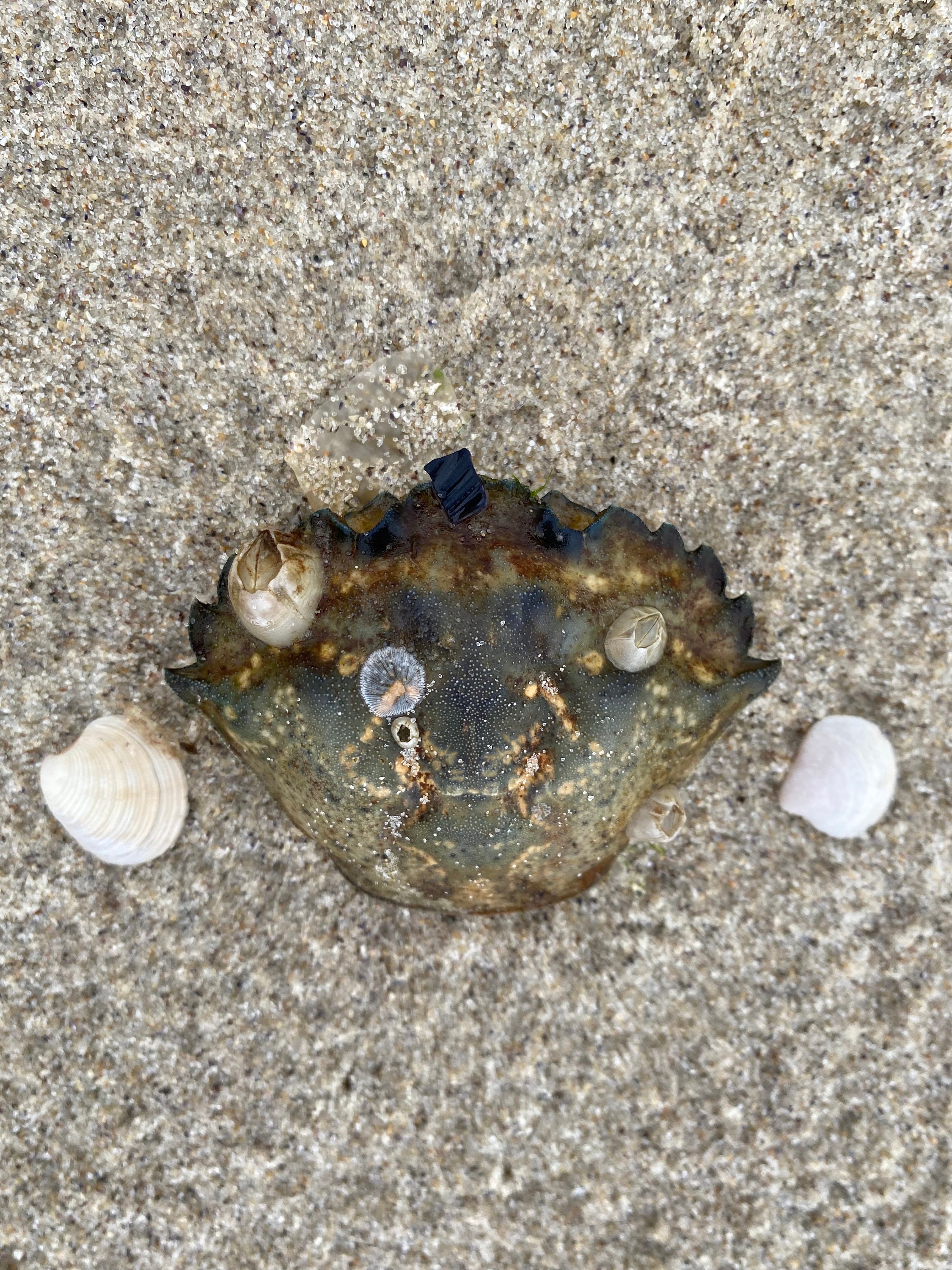 Real Crab Shell Crab Parts Medium Size Set of 4 Sea Crab Shells - Etsy
