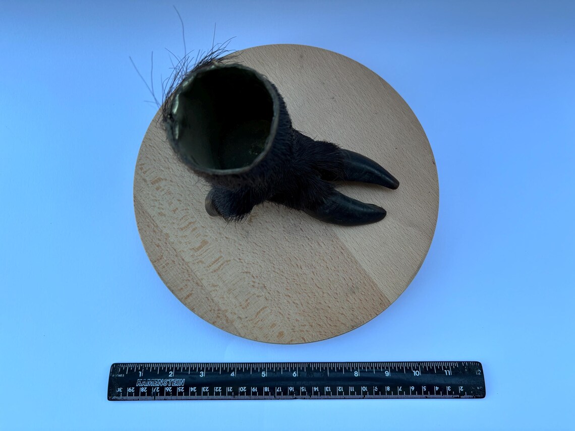 Vintage Hoof Wild Boar - Natural Taxidermy - Black Hoof - Natural ...