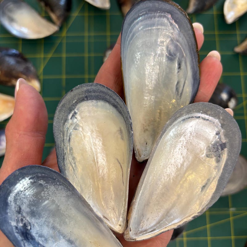Large Mussel Shells - Etsy