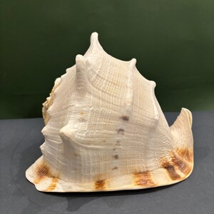 10 X 7 Inch Cassis Cornuta - Large Shell - Beautiful Shells - Natural ...