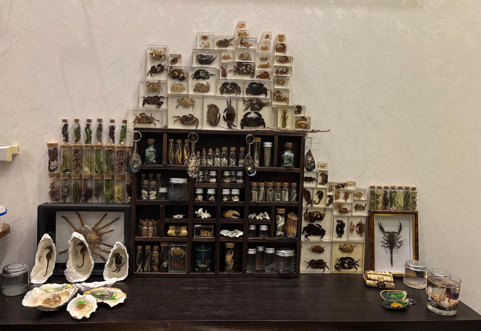 Taxidermy Sea Oddities Set – Marine Curiosities Collection - Etsy