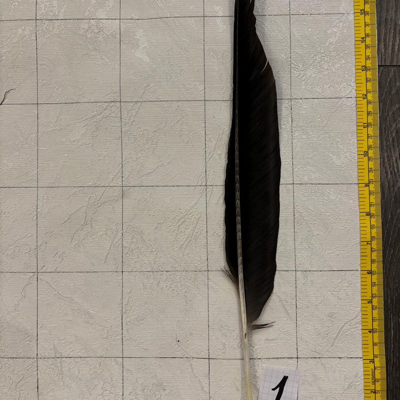 Large Feathers - Etsy
