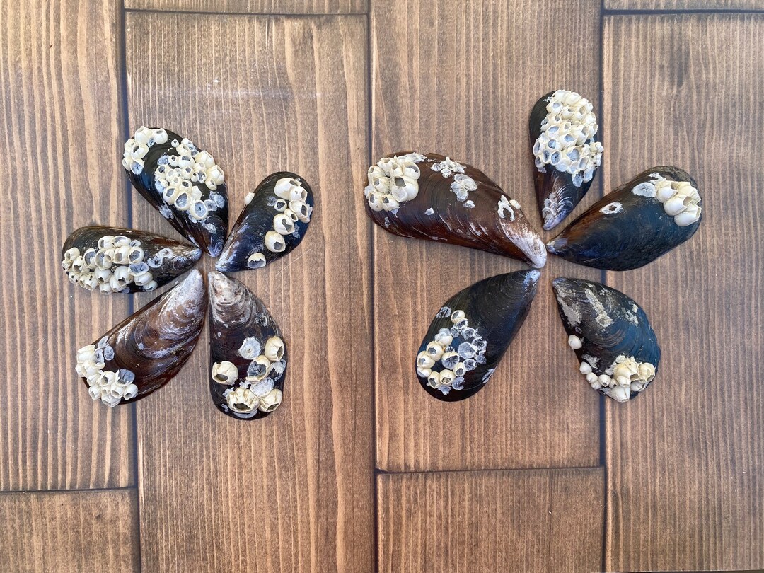 10 Barnacle Mussel Shells Natural, Eco Friendly Sea Shell Seashells for ...
