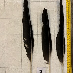 12-15 Inch Real Feathers of European Raven (corvus Corax) - Set of 3 ...