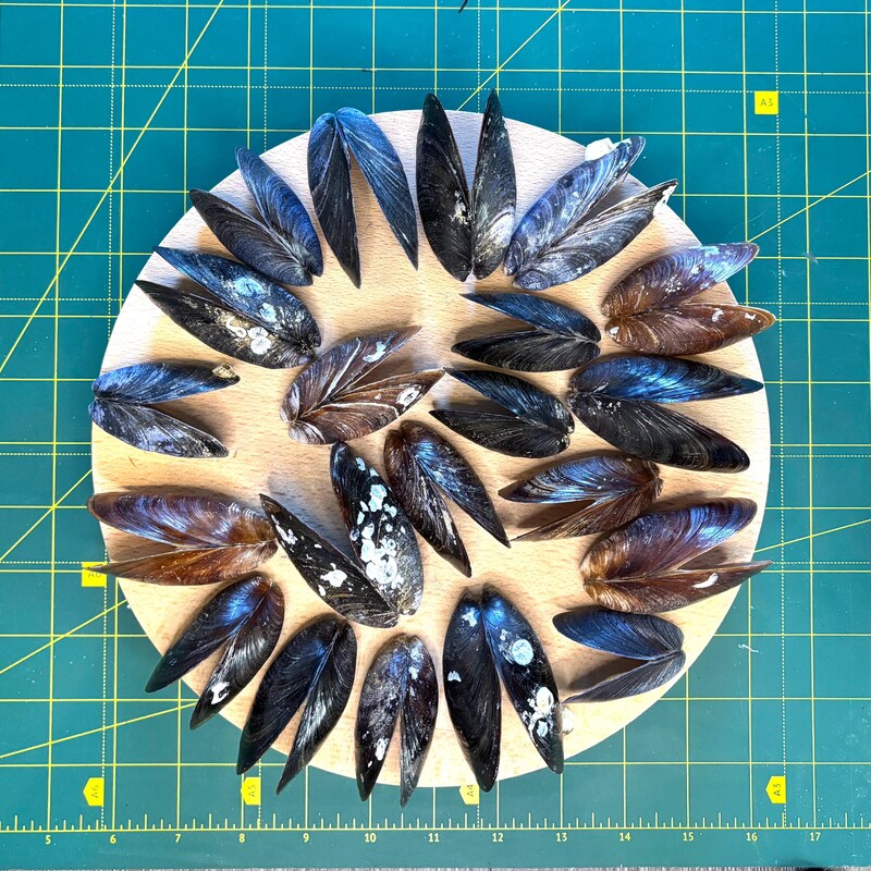 Mussel Shells - Etsy