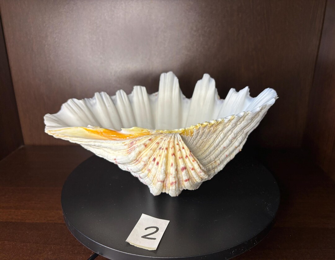 Vintage Bear Paw Clam Seashell – Hippopus Shell, Beach Decor (9x7 In ...