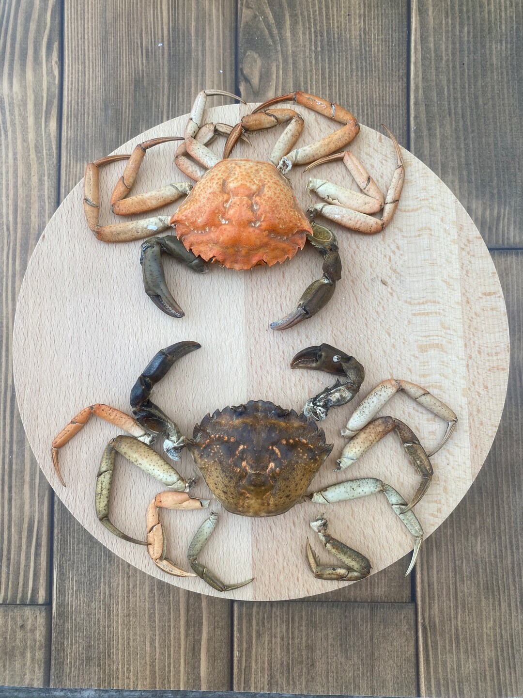 Real Crab Shell Crab Parts Medium Size Set of Sea Crab Shells - Etsy