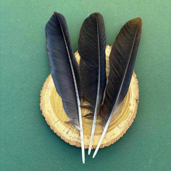 Large Ravens Feathers - Etsy