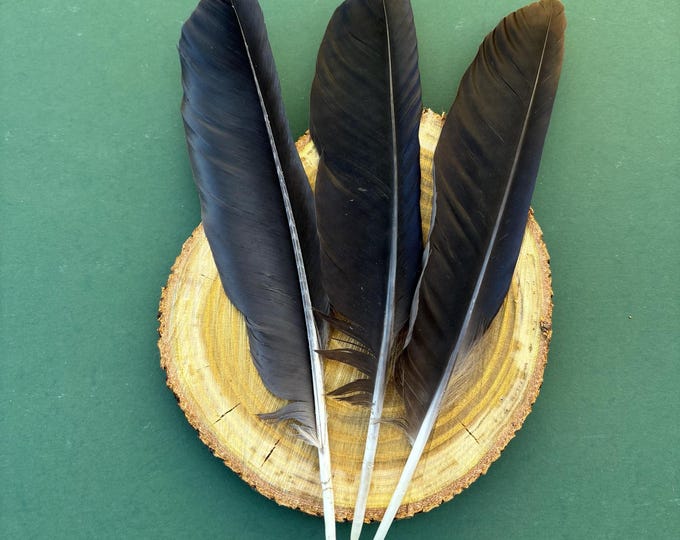 Real Feathers of Falcon - One Feather - Large and Medium Size - Natural ...