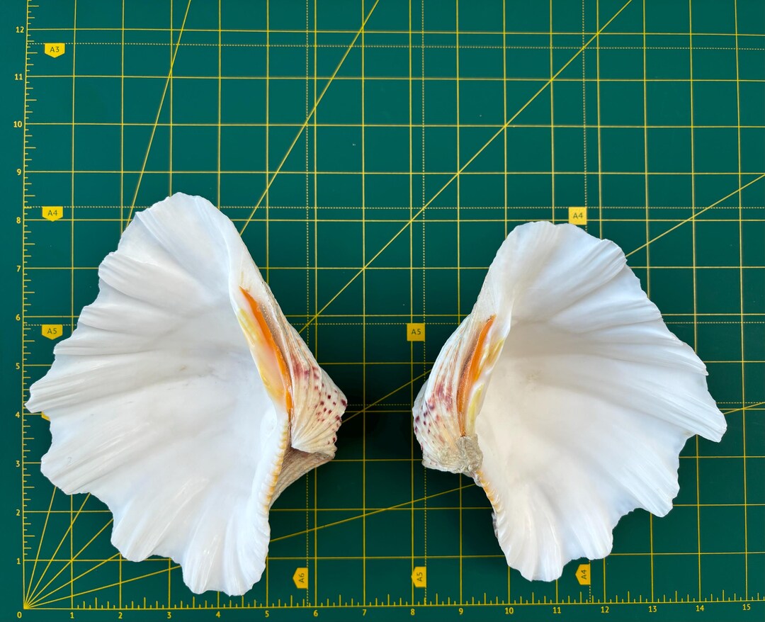 Tridacna Double Shell Medium Shell Giant Clam Shell Natural Shells ...