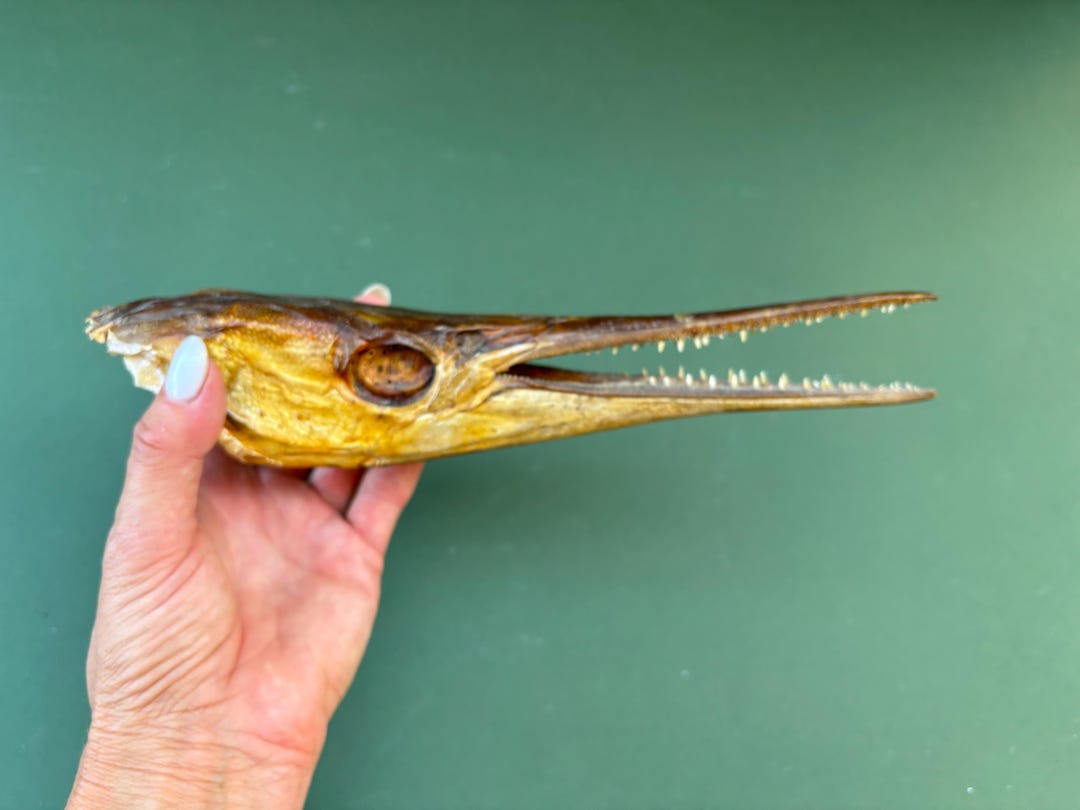 Taxidermy Garfish Head - Big Fish Head - Natural Fish Skull - Fisherman ...