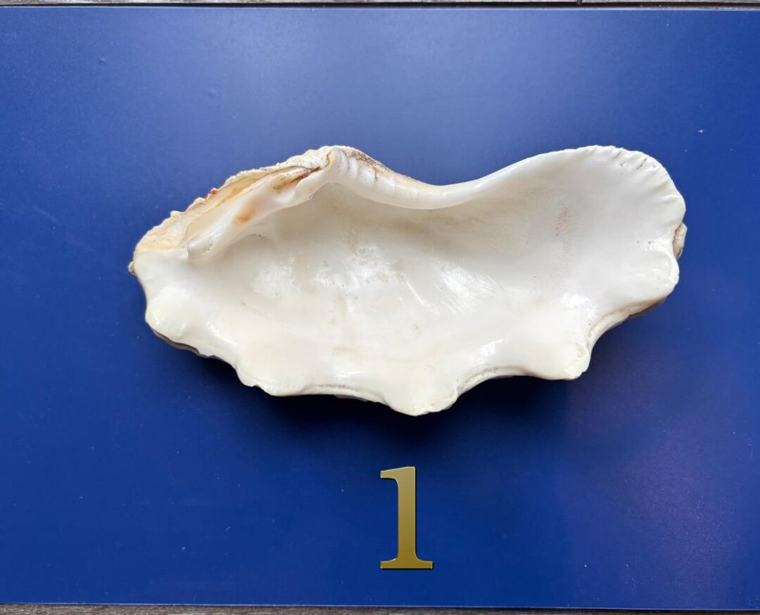 Tridacna Clam Shell - Medium Size - Beautiful Shells - Natural Shells ...