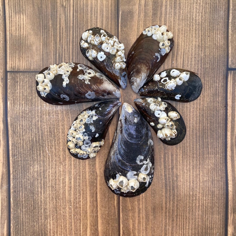 7 Barnacle Mussel Shells Natural, Eco Friendly Sea Shell Seashells for ...