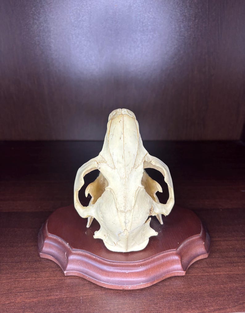 Nutria Skull - Taxidermy - VINTAGE - Etsy