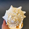 10 X 7 Inch Cassis Cornuta - Large Shell - Beautiful Shells - Natural ...