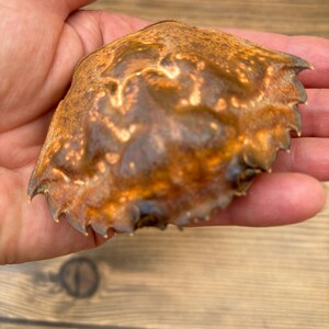 Real Crab Shells – Medium Size, Natural Beach Decor, Set of 5 - Etsy