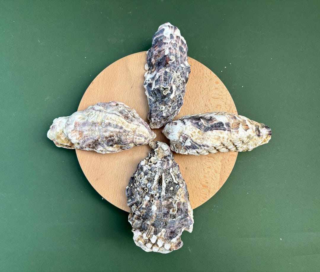 Large Oyster Shells – Set of 4, Natural Shells for Crafts & Decoupage ...