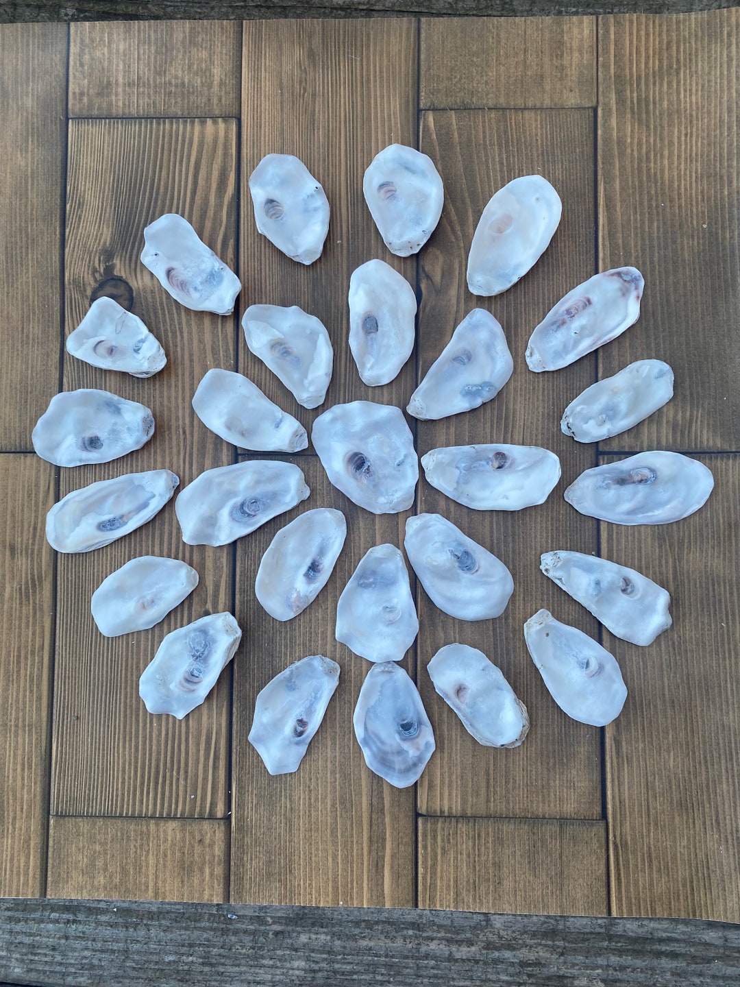 Cleaned Polished Oyster Shells Flat Shells of Oyster Shells Size 2.5 4 ...