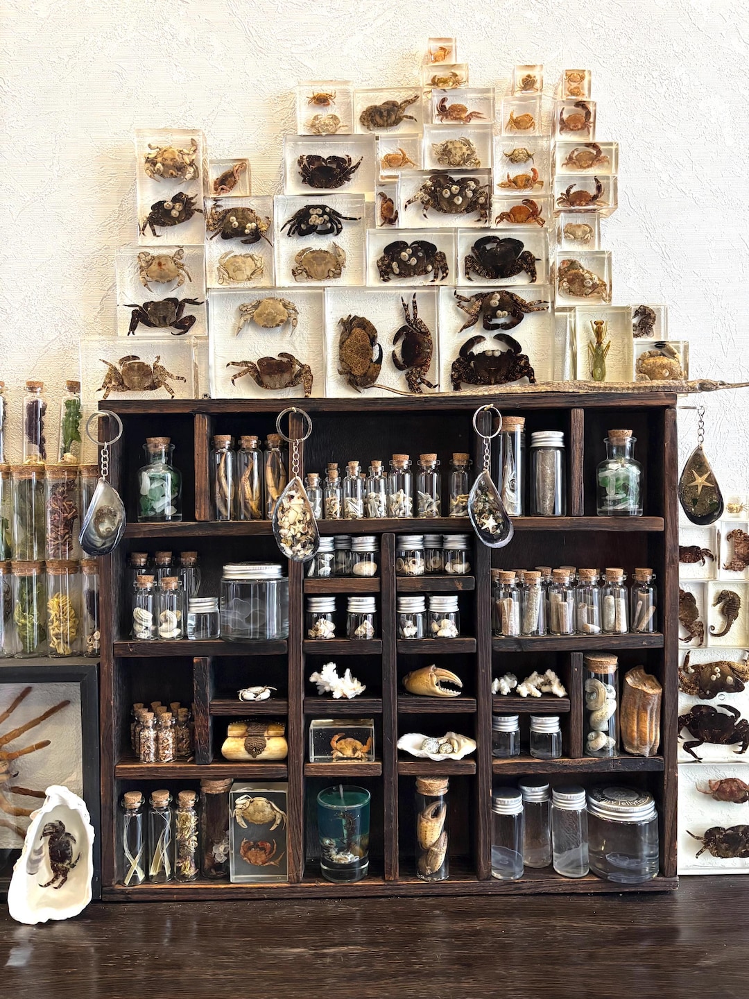 Mystery Oddities of Taxidermy - Sea Set - Collectibles - Different ...