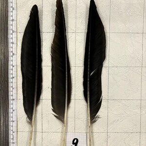 12-15 Inch Real Feathers of European Raven (corvus Corax) - Set of 3 ...