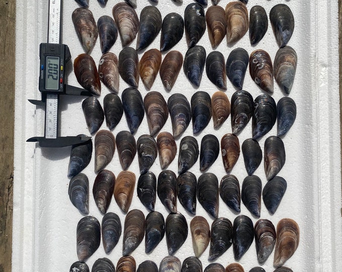 Set of 100 Mussel Shells About 2.0 Inch- Natural, Eco Friendly Sea ...