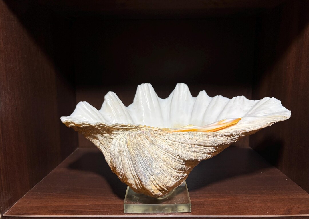 15 X 9 Inch Clam Seashell Hippopus - Xlarge Shell - Beautiful Shells ...