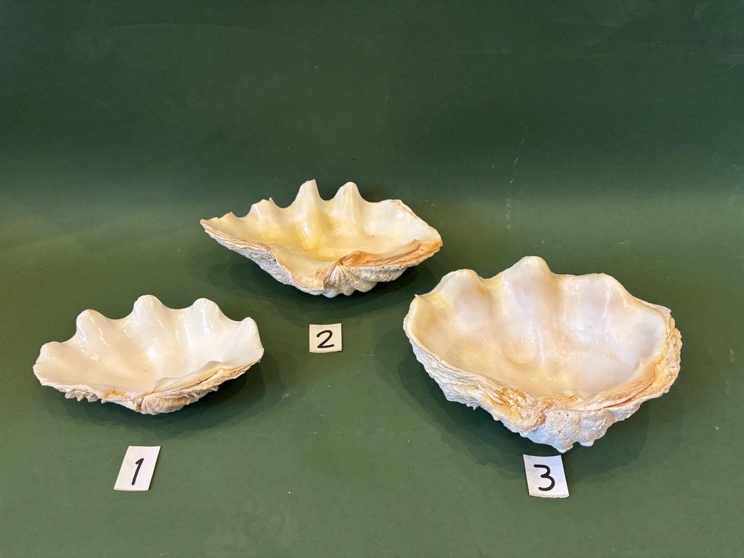 Tridacna - Clam Shell - Beautiful Shells - Natural Shells - VINTAGE - Etsy