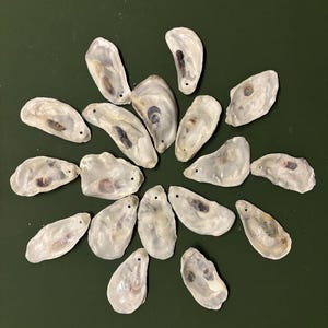 Set of Flat Drilled Cleaned Oyster Shells Size 2.5"- 5" - Upper Sashes ...