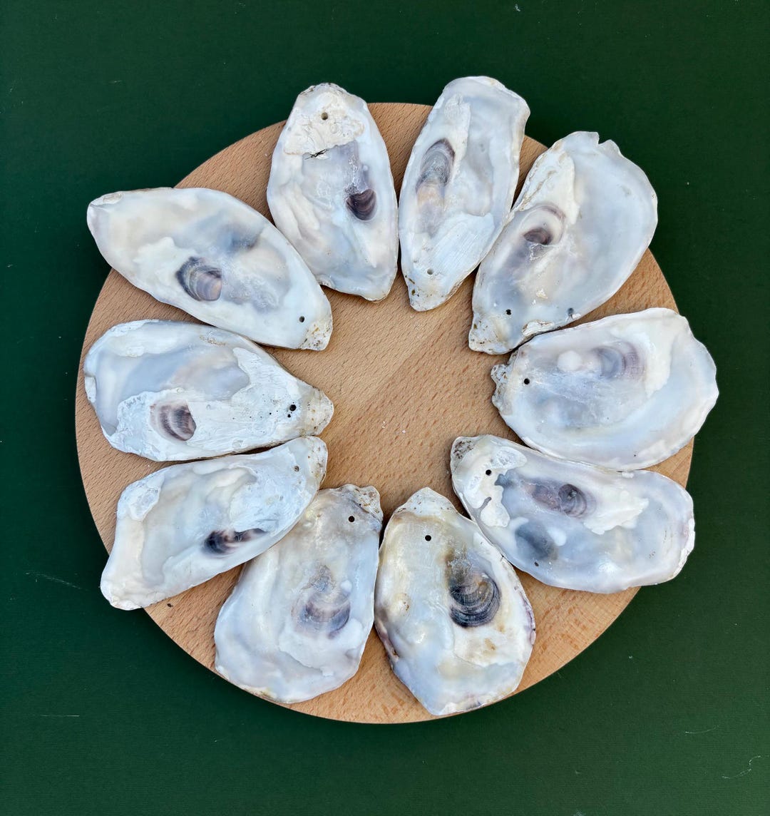 4"- 5" Drilled Set of 20 Cleaned Flat Sashes Oyster Shells - Polished ...