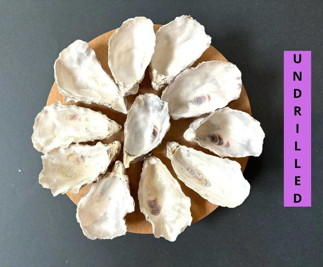 3"- 4" Set of 50 Pcs Undrilled Oyster Shells Cups - Cleaned Shells ...