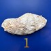 Tridacna Clam Shell - Medium Size - Beautiful Shells - Natural Shells ...