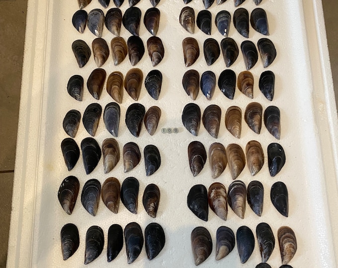100 Mussel Shells 2 - 2.5 in - Natural, Eco Friendly Sea Shell - Bulk ...
