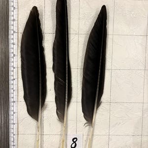 12-15 Inch Real Feathers of European Raven (corvus Corax) - Set of 3 ...
