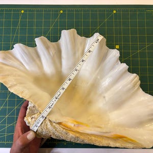 16.5 X 10.5 Inch Clam Seashell Hippopus - Xlarge Shell - Beautiful ...