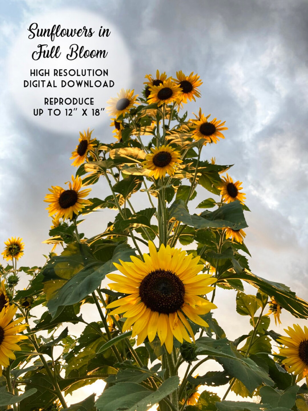 Sunflower Print - Digital Download - Etsy