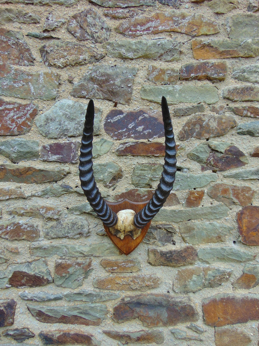 A Good Old Antelope / Gazelle Taxidermy Hunting Trophy With Horns on ...
