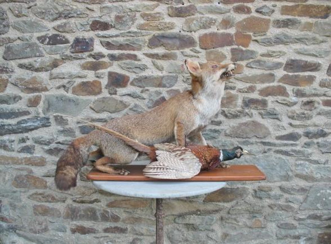 A French Taxidermy Hunting Trophy Fox With A Pheasant Mounted on A ...