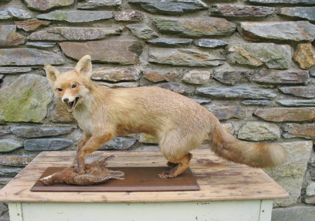 A Very Nice French Taxidermy Hunting Trophy Fox With A Partridge ...