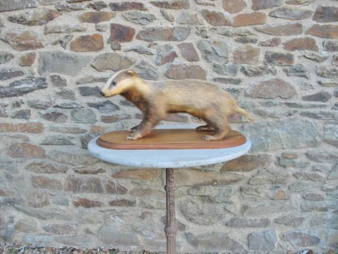 A French Taxidermy Hunting Trophy Young Badger Mounted on an Oak Base ...