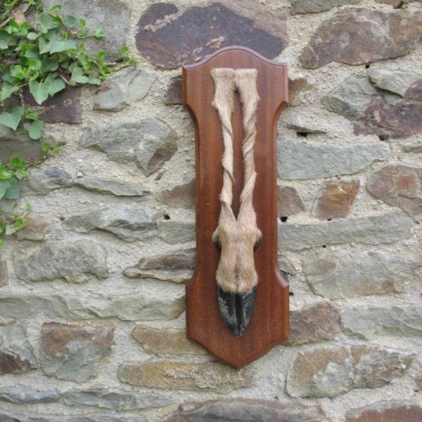 Deer Mount Backboard - Etsy