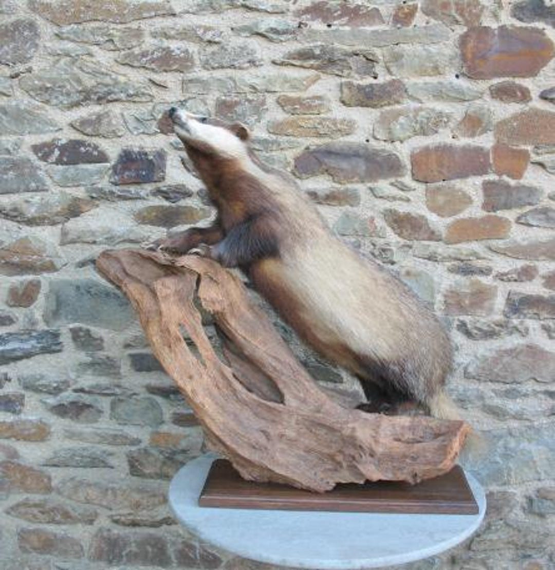 A Vintage French Taxidermy Hunting Trophy Adult Badger Mounted on an ...