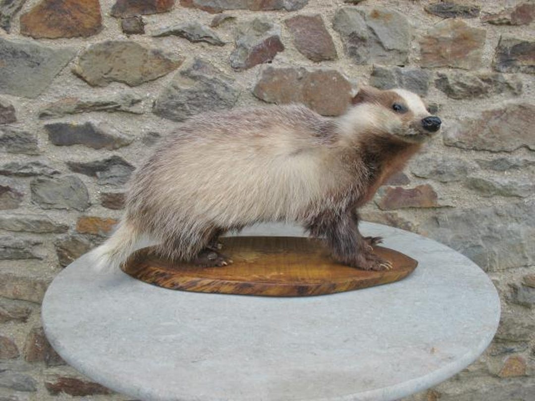 A French Taxidermy Hunting Trophy Young Badger Mounted on A Wooden Base ...