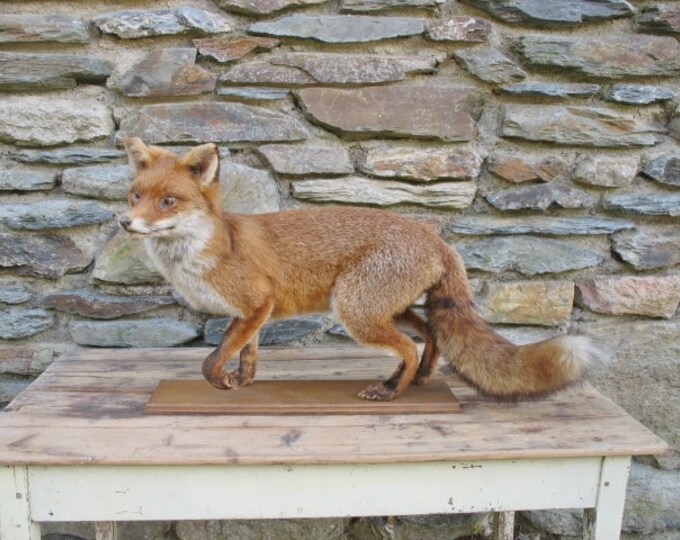 A Very Nice French Taxidermy Hunting Trophy Fox Mounted on A Wooden ...