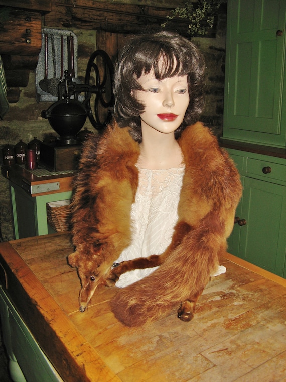 beautiful genuine red fox - Gem