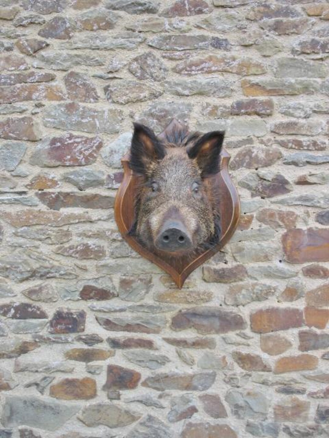 A French Taxidermy Hunting Trophy Wild Boar Head Mounted on A Wooden ...