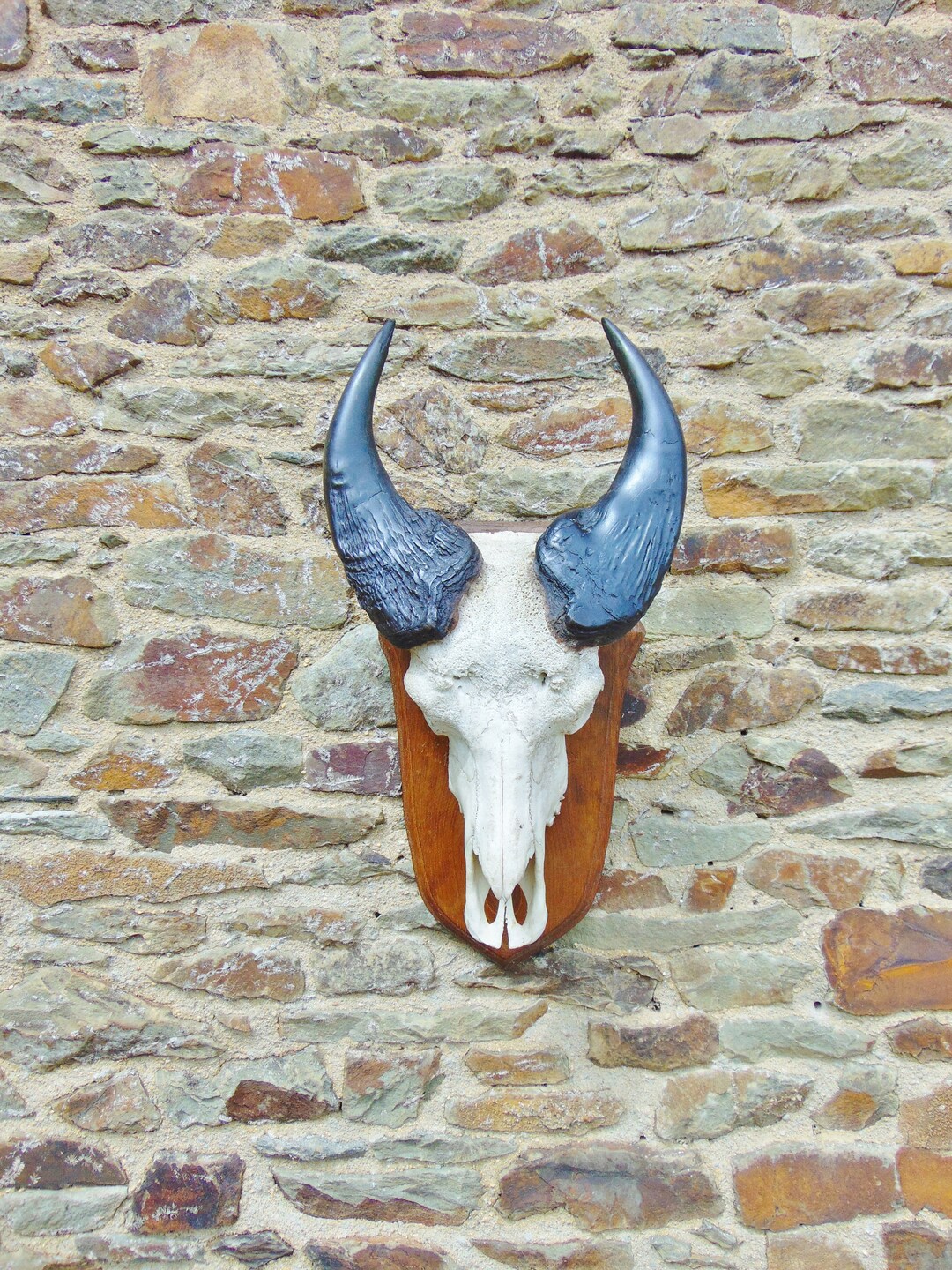 A Vintage Taxidermy Big Game Hunting Trophy Water Buffalo Horns on Part ...